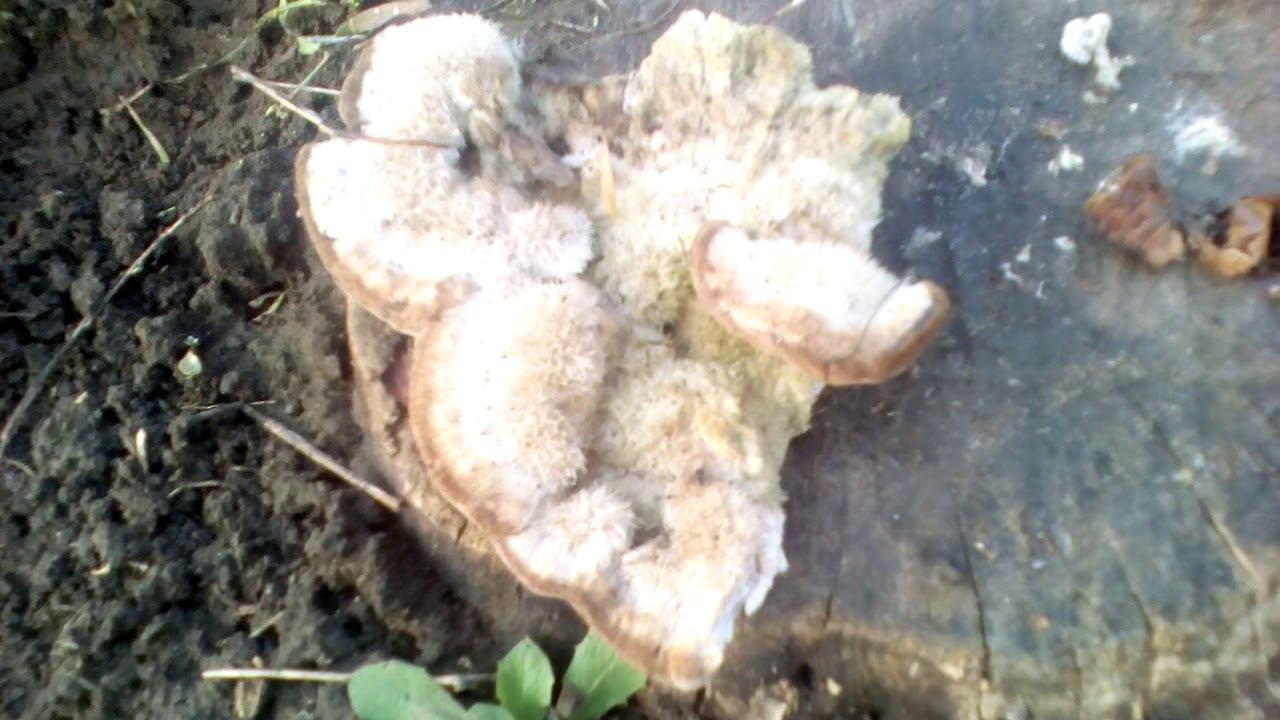 Удаление пеньков на огороде с помощью "ВЕШЕНОК"! Результат!!