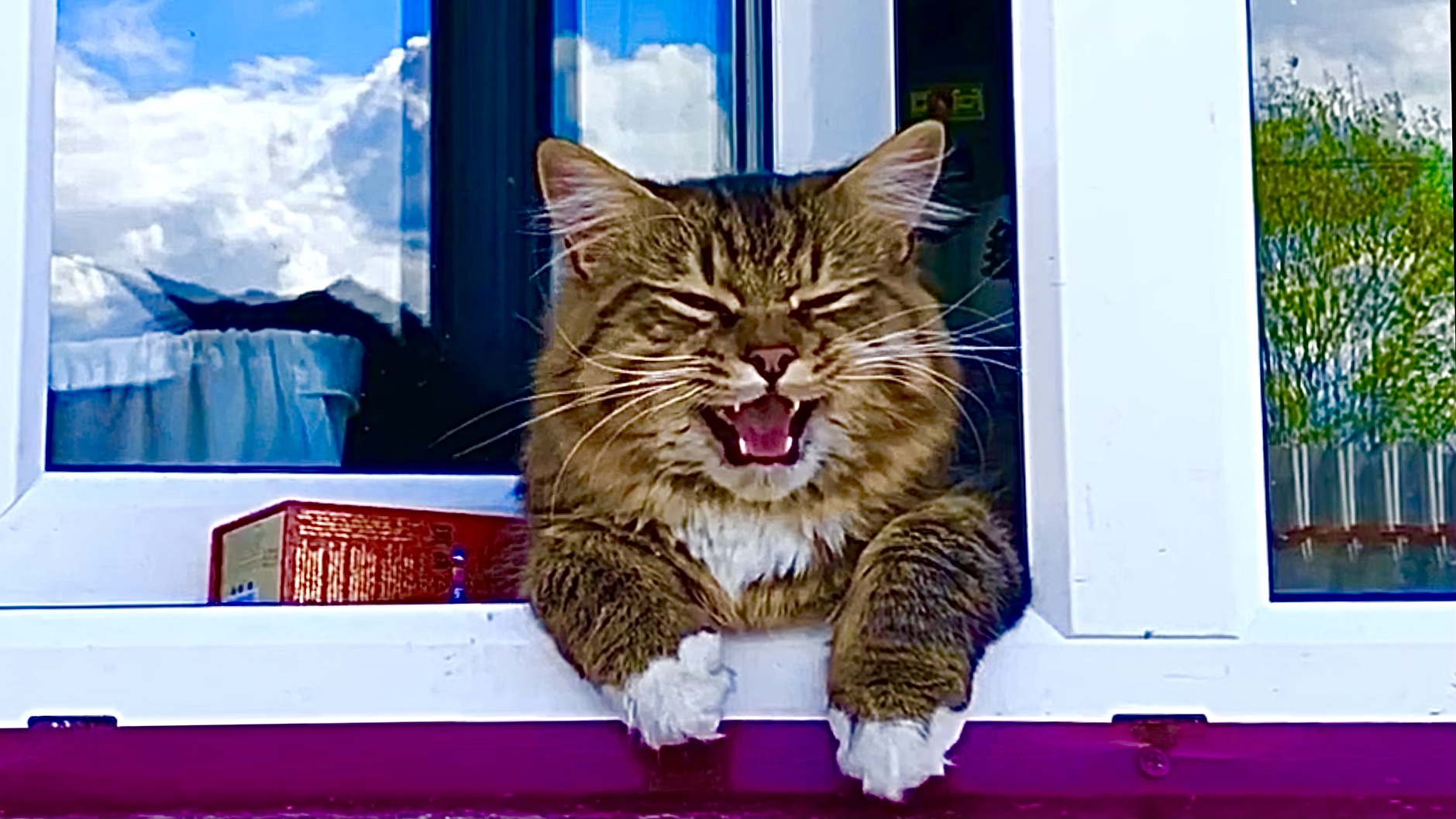 Говорящий кот Куница показывает, как гуляет и как сделать для котов удобную дорожку-мостик в дом