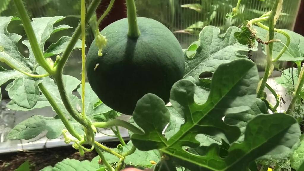 6-10 07 2022г огород. Капуста руккола-выращивание