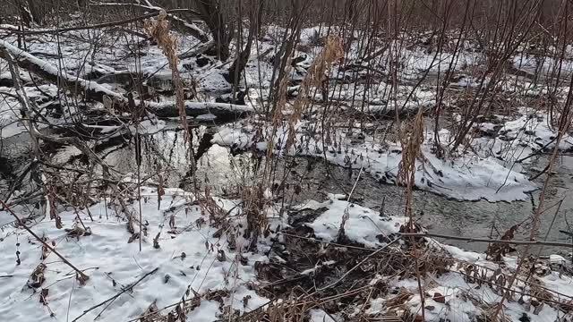 Академ. Зырянка. БотСад