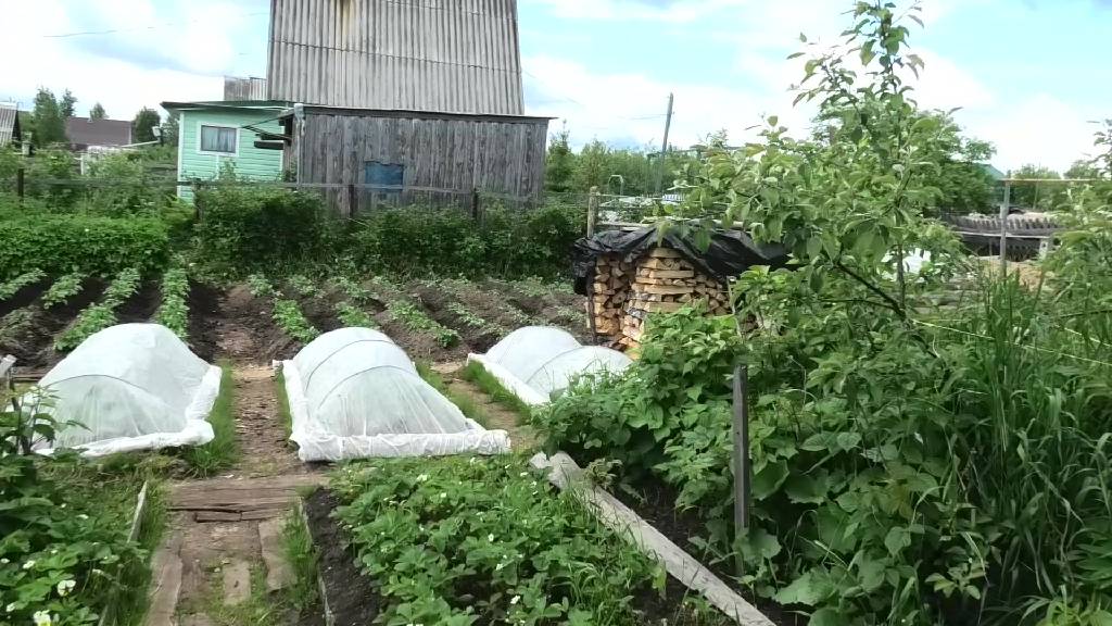 21-24 06 2022г обзор участка, огород, теплицы, цветы