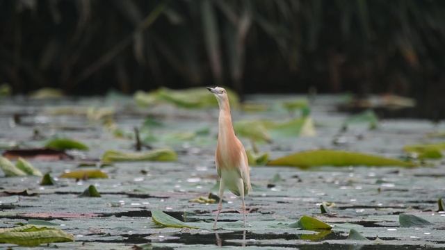 Желтая цапля на листе лотоса