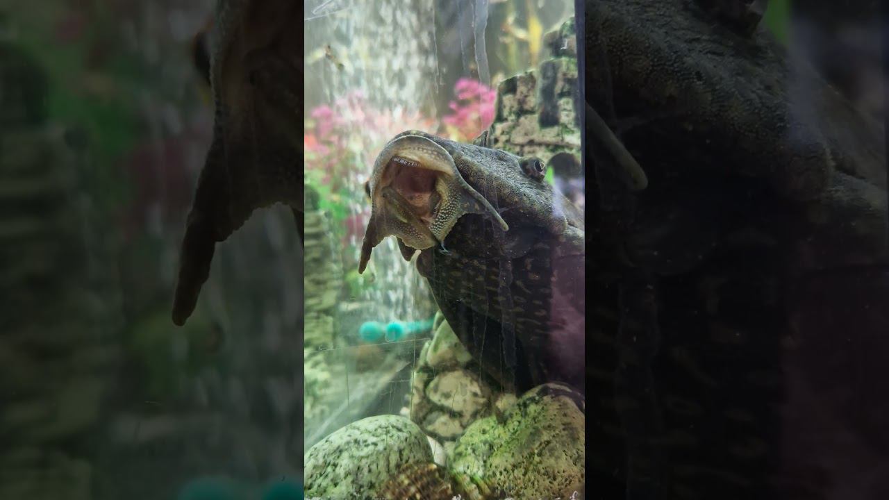 Рыбка-камикадзе