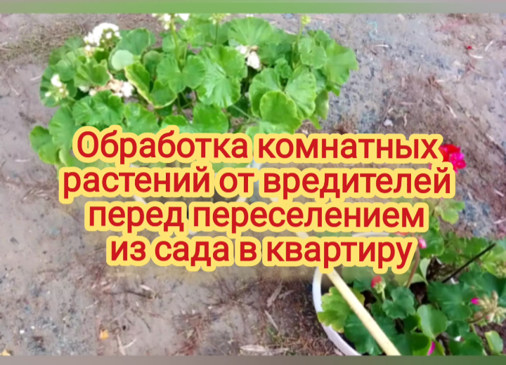 Обработка комнатных растений от вредителей перед переселением из сада в квартиру