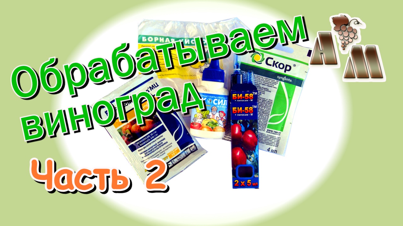 ? Обработка винограда от болезней баковой смесью. Часть 2