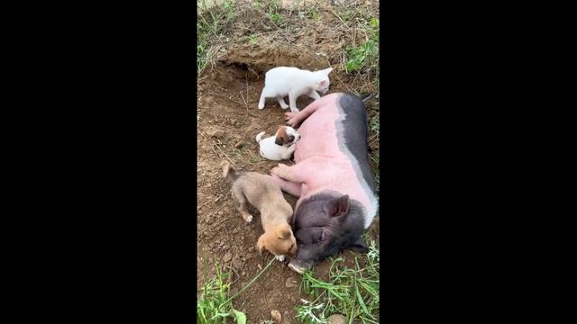 Кабан, кошечки и собачки.mp4