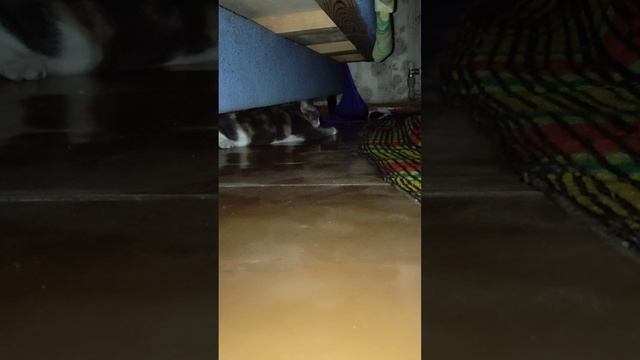 Буся мышеловка?19.11.2023