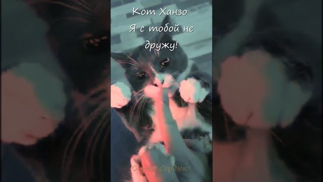 КОТ Ханзо  - я с тобой не дружу