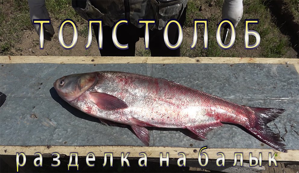 Толстолобик. Остров Кабаний. База Волжская.