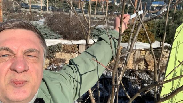 Дерево-сад это очень просто!