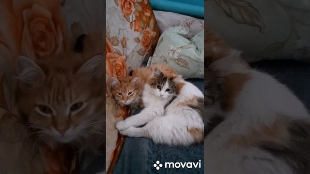 НЕ КТО ТЕБЯ НЕ ЛЮБИТ ТАК КАК МАМА.