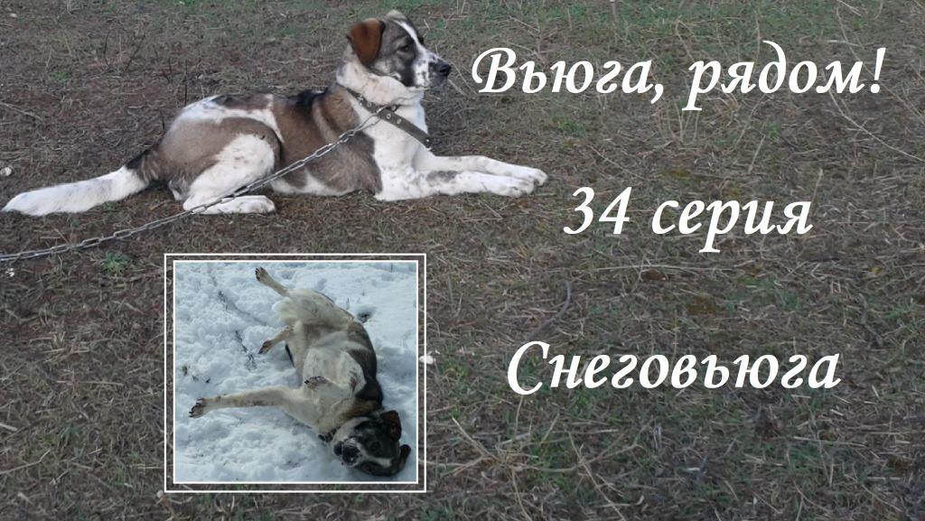 "Вьюга, рядом!" 34 серия "Снеговьюга"   dub