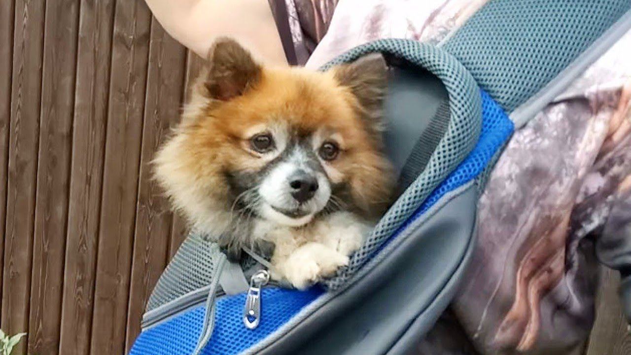 Подрабатываю рикшей у принцессы  Джоли & Лео