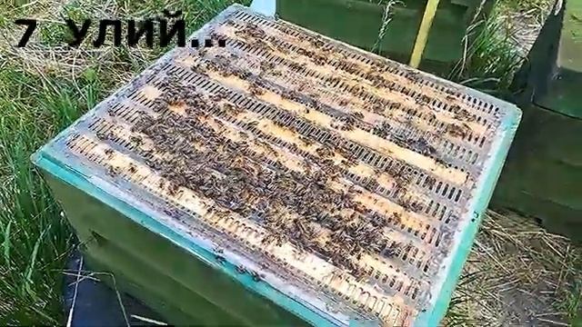 ВАЖНОЕ СОБЫТИЕ для ПЧЁЛ