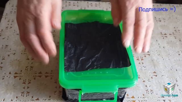 как вырастить самому аулофорус,.mp4