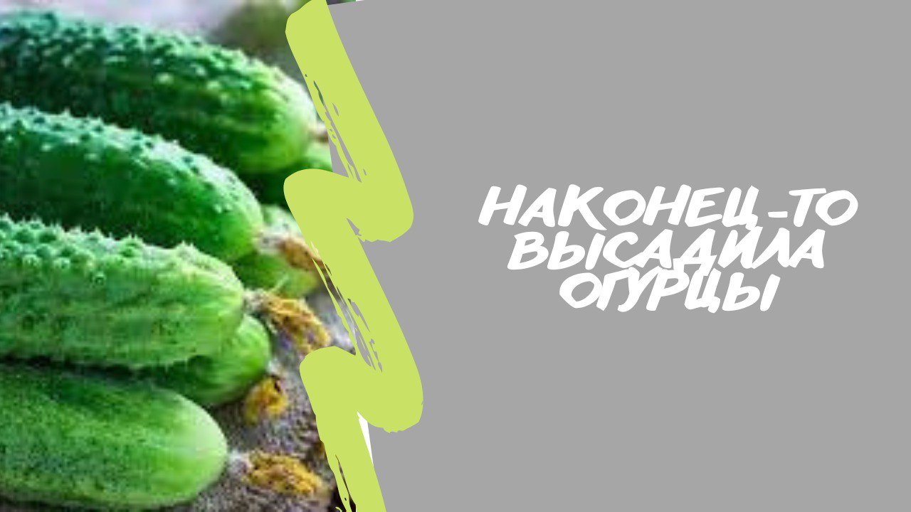 Наконец-то высадила огурцы? и попутно собрала урожай отличного редиса?