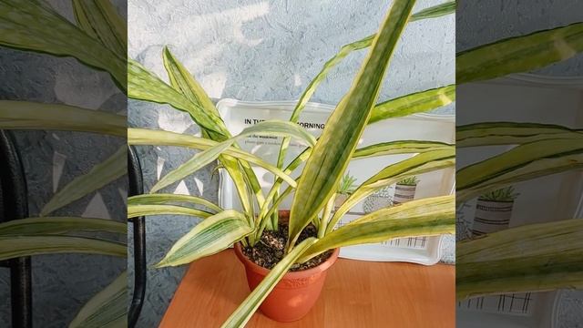 #Сансевиерия Лорен очень разрослась?Щучий хвост?Тещин язык?Ослиные уши #цветы #растения #shorts