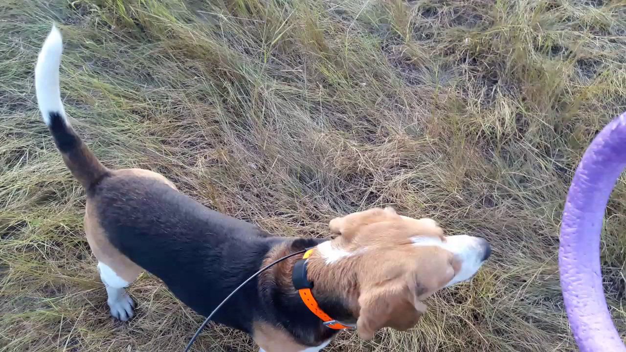 Бигль Фока бегает за пулером