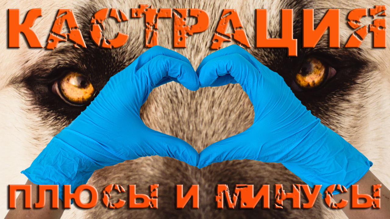 Кастрация как метод коррекции поведения: миф или реальный способ решения проблем? / Зоопсихология