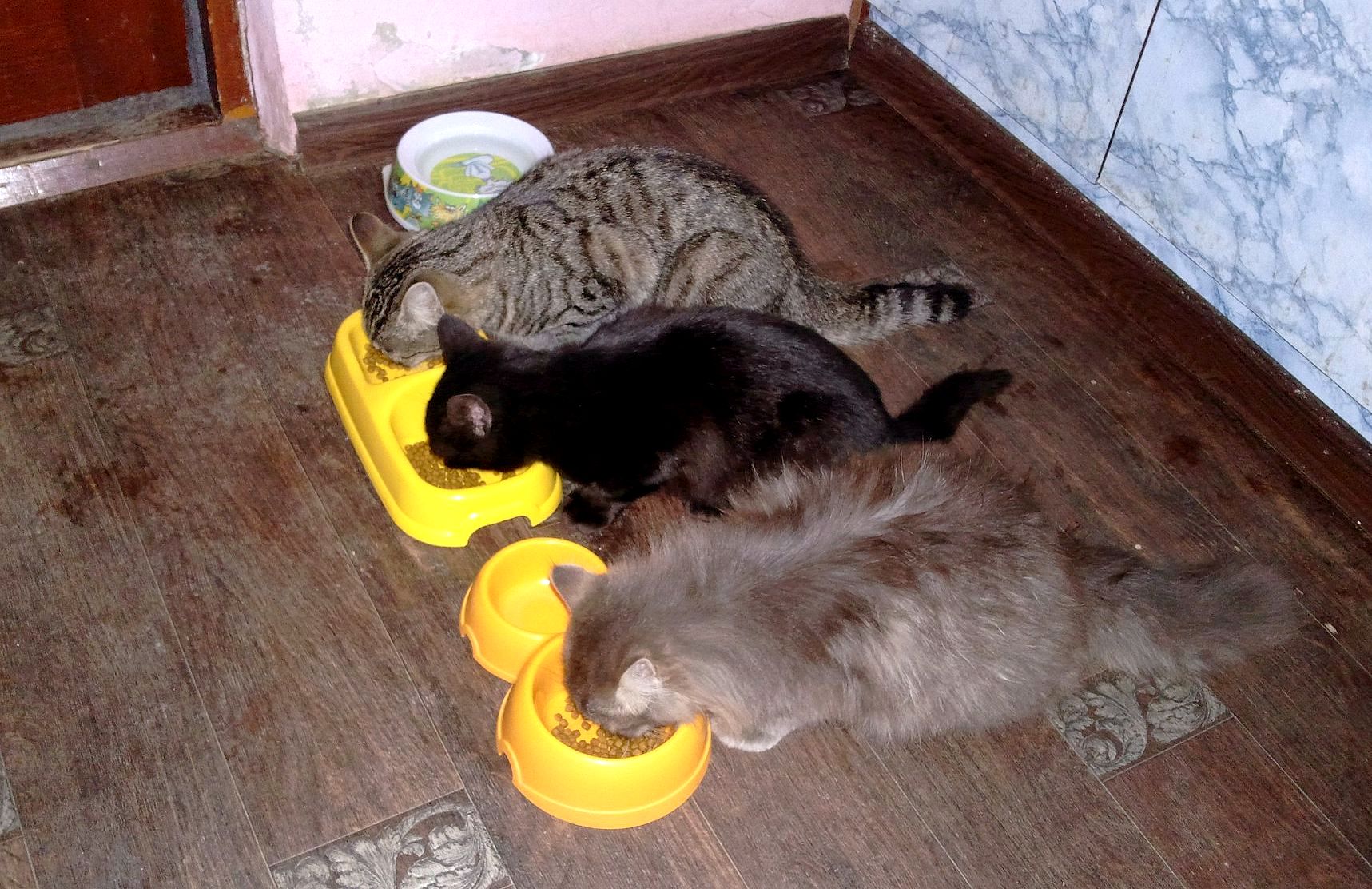 Кормёжка троглодёнков