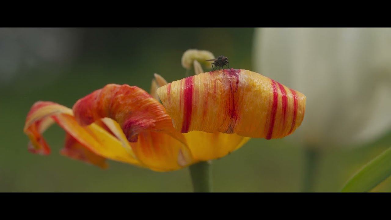 Macro photography of insects in Russia.  Макросъемка насекомых в России