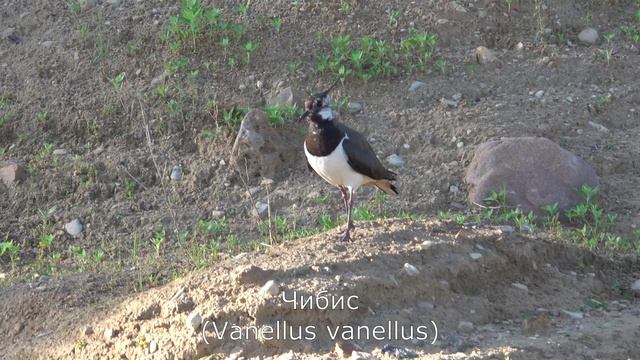 АИСТ, ЧИБИС И ЦАПЛЯ