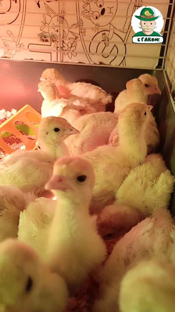 Погорельцы приехали. Индюшки БИГ6