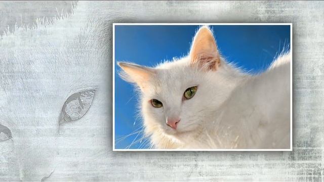 Про белого кота