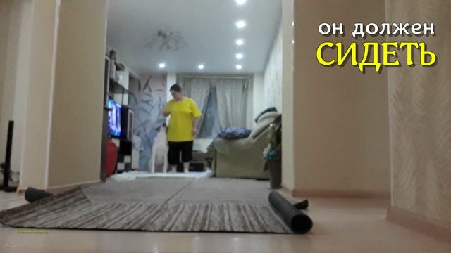 Игры с собаками / Странный хозяин / самоконтроль / "Сидеть" при странных движениях хозяина