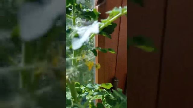 Томаты Москвич и Балконное Чудо цветут вовсю! Урожай томатов будет раньше огурцов))