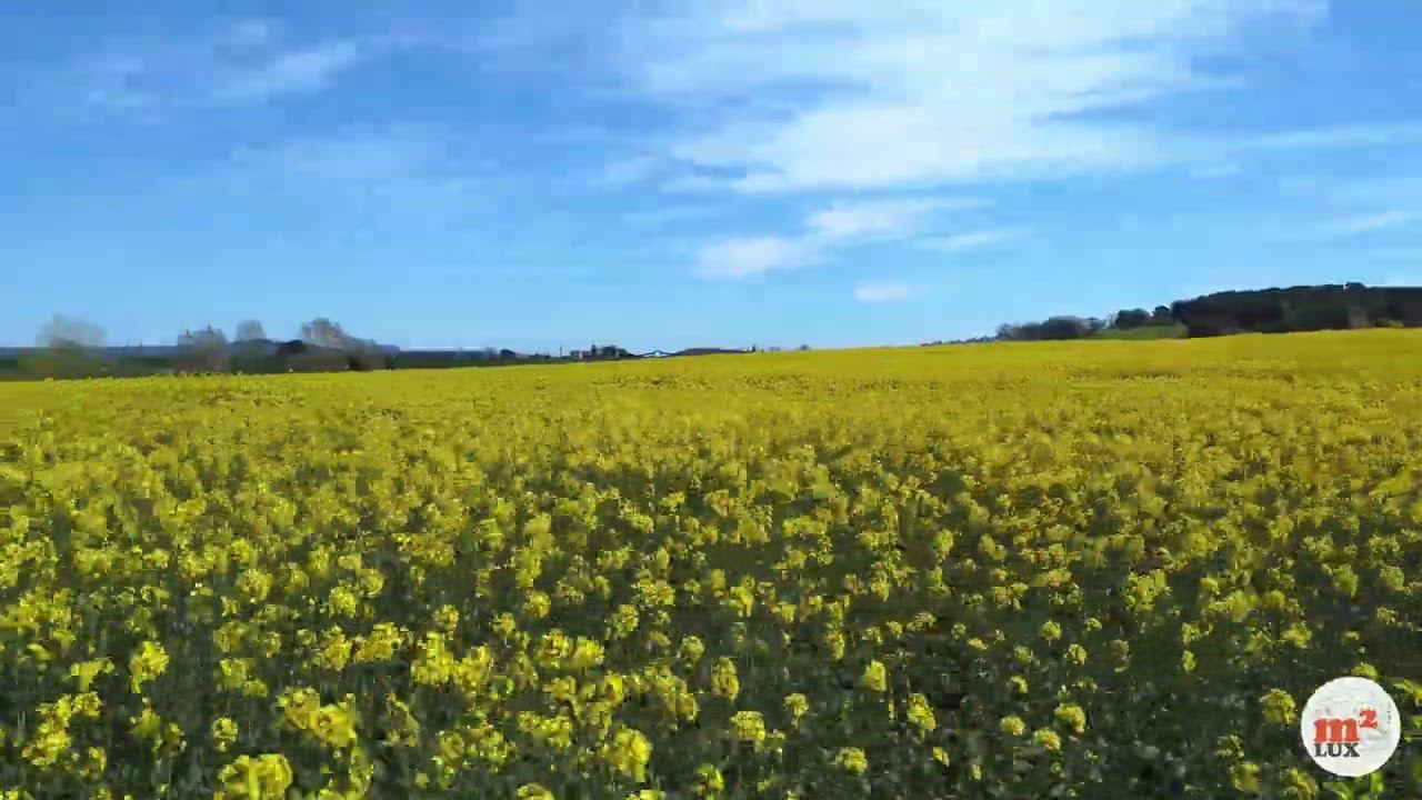 Поля цветущего рапса в Льягостере, Каталония, Испания. 5 апреля 2022.