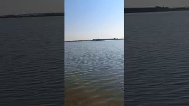 снова жара и духота .Даже рыбе плохо