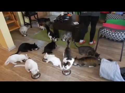Кормление кошек в котофейне