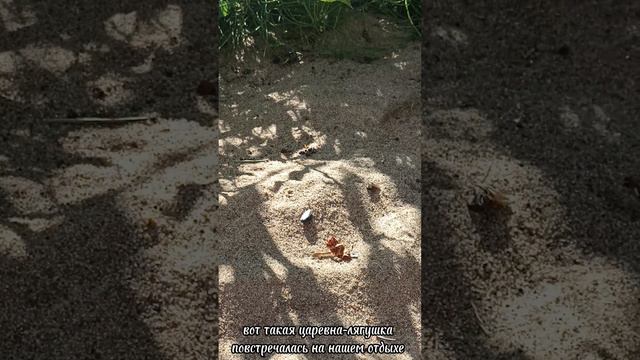 Пострадали только муравьи и слепни в этом видео, а царевна-лягушка осталась сытая и довольная 😊