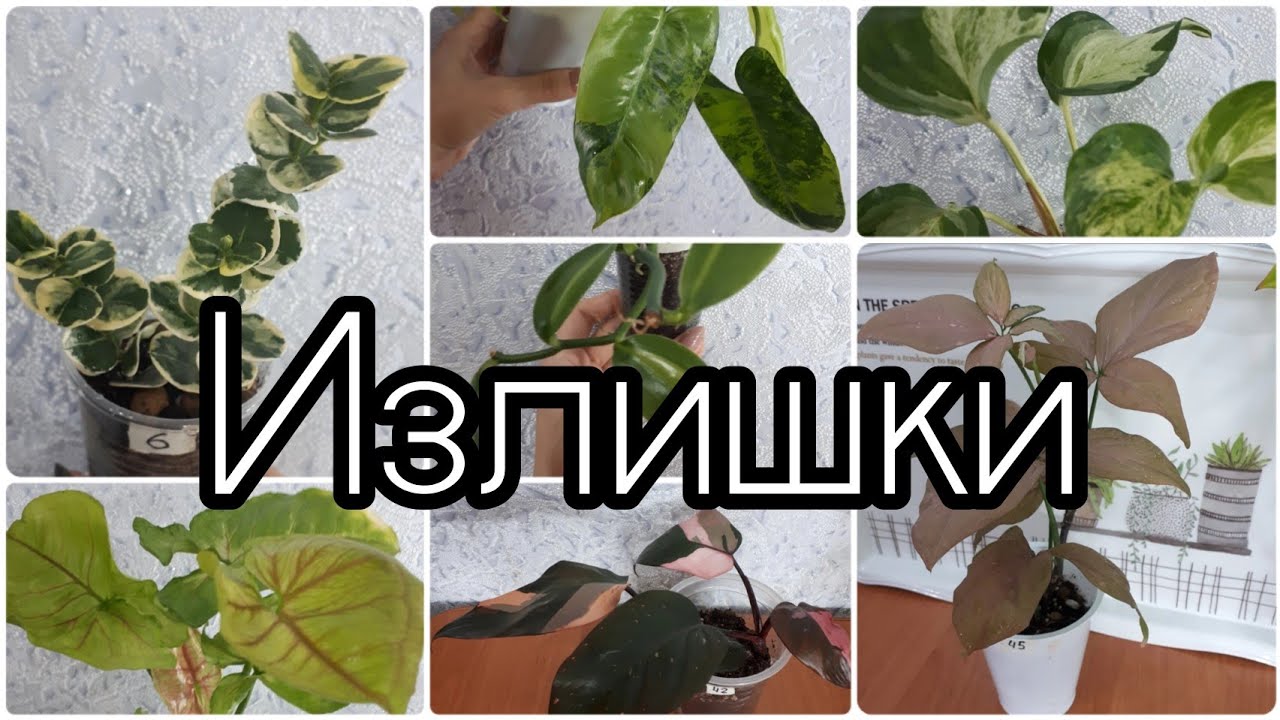 25.01.23 #Липецк ? #растения в излишках? #сингониум #филодендрон #сансевиерия и др #цветы #продажи