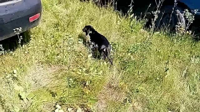 Сура, стемасский мост