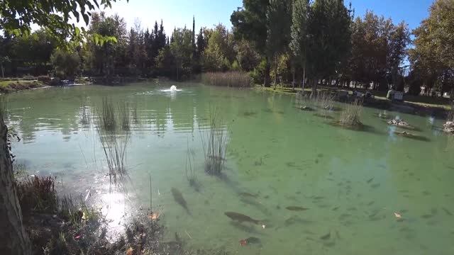 Озеро с живыми рыбами и черепашками очень красивый парк советуем его посетить