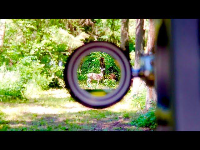 Особенности выбора прицелов для блочного лука