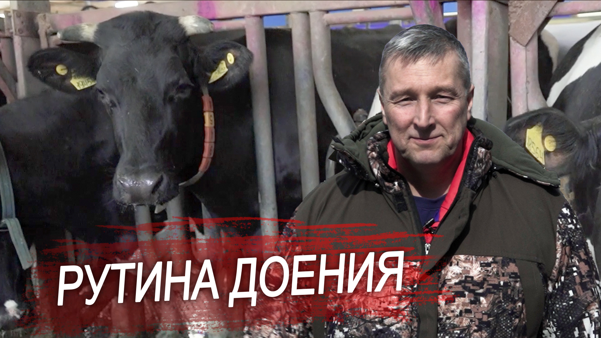 Как правильно доить корову? Рутина доения и профилактика гиперкератоза у крс.Рекомендации ветеринара