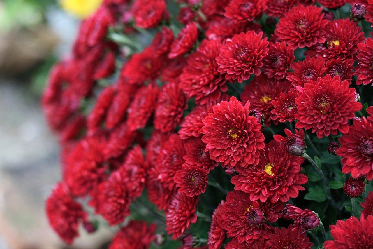 Цветок имени Артём - хризантема