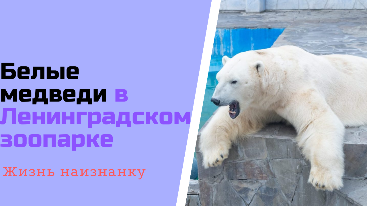 Белые медведи в Ленинградском зоопарке (Санкт-Петербург)