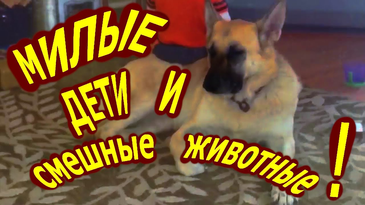 МИЛЫЕ ДЕТИ И СМЕШНЫЕ ЖИВОТНЫЕ_ НЕСКОЛЬКО МИНУТ ПОЗИТИВА