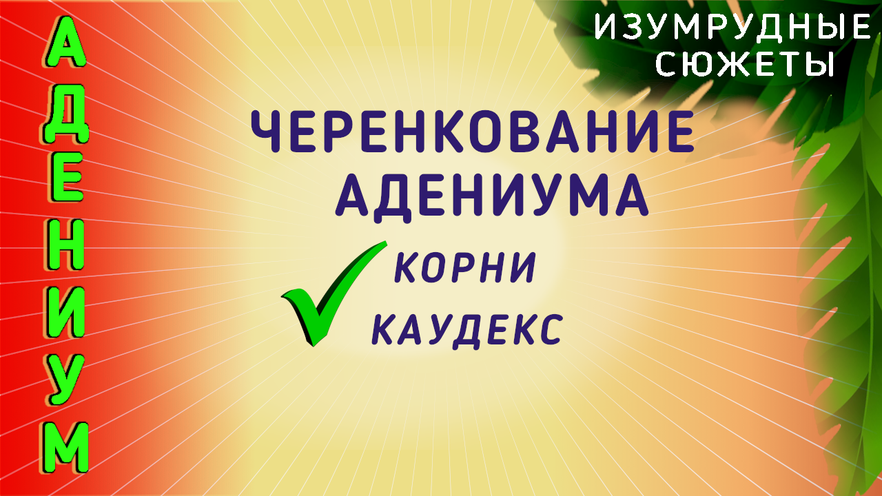АДЕНИУМ. Черенкование Адениума. Укоренение. Формирование Корневой.  Каудекс черенка