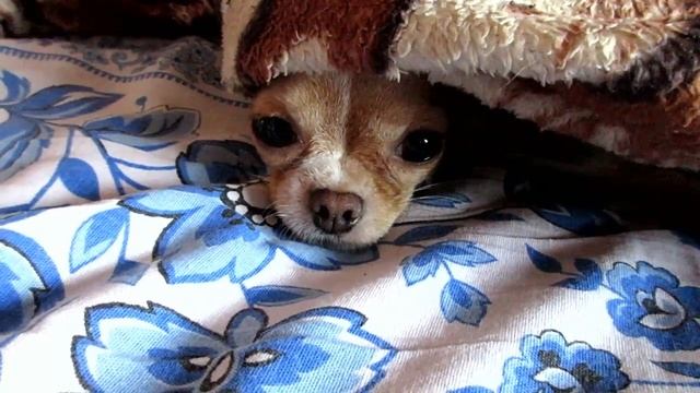 Кто это так няшно спит. Мини чихуахуа. Who is so nippy asleep_.mp4
