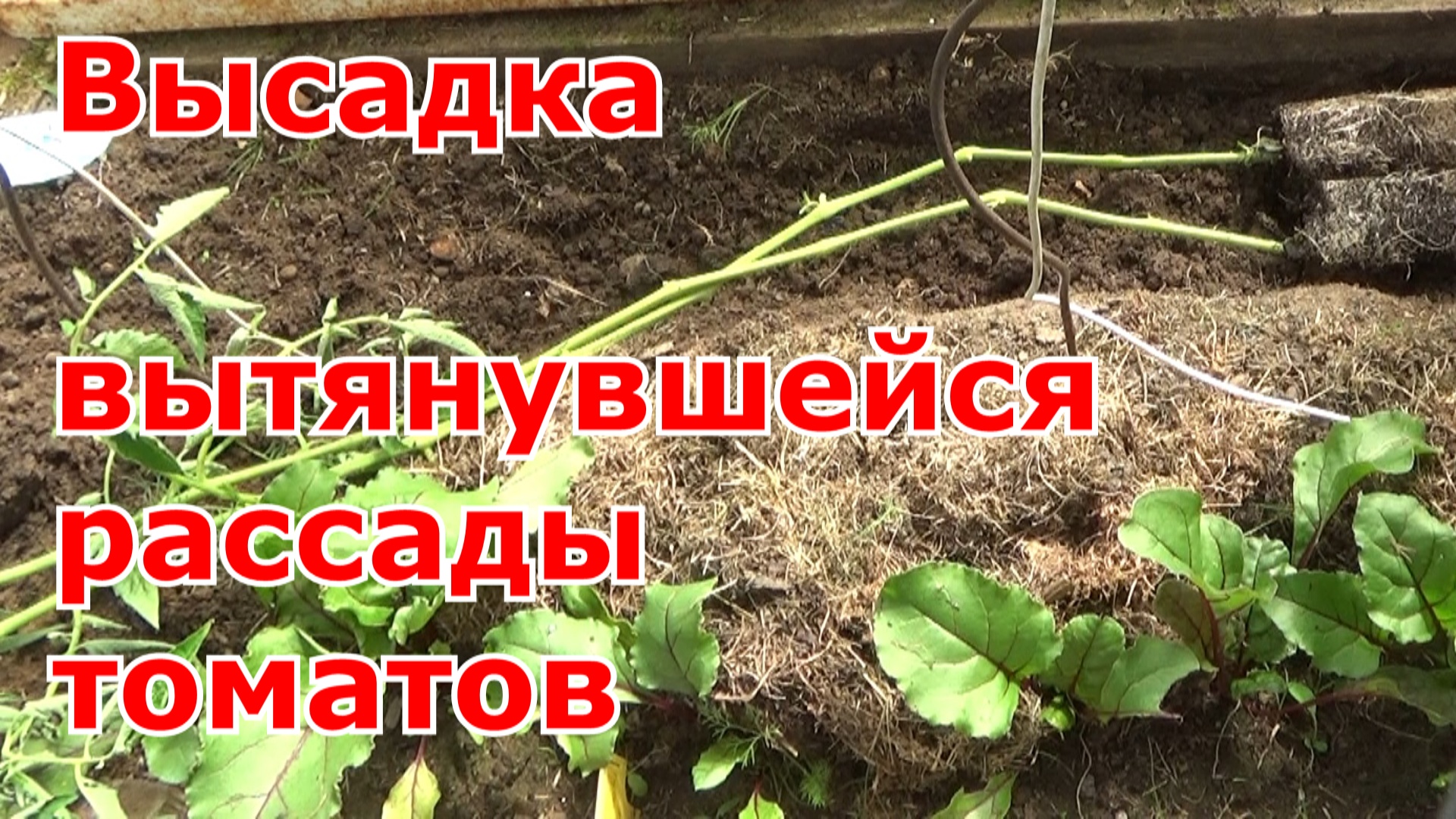 Высадка вытянувшейся и переросшей рассады томатов, сажаю лиановидные томаты.
