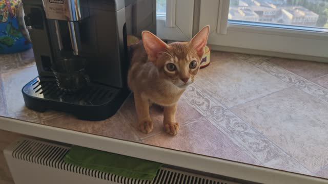 Абиссинец Кай - 4 месяца ... Ждёт когда чашка станет непустой )
