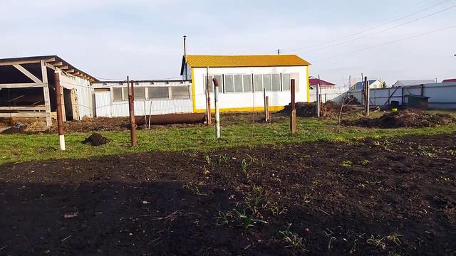 Купил саженцы , будет  грушевый сад. 11апреля 2024.