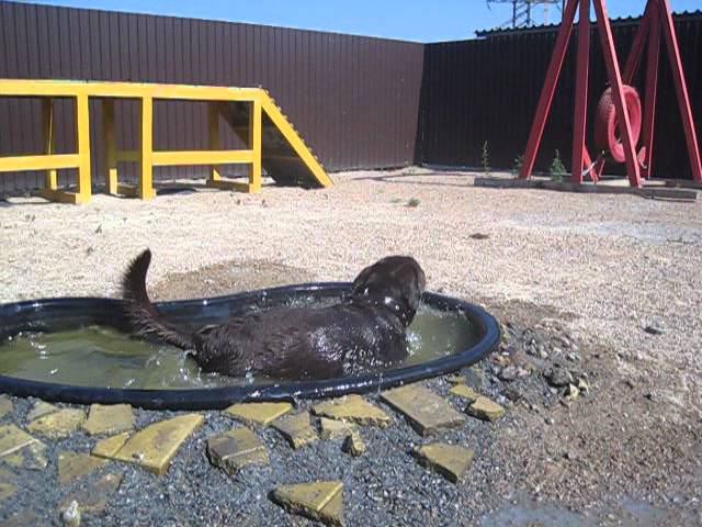 водоплавающий Джек «Территория Животных»