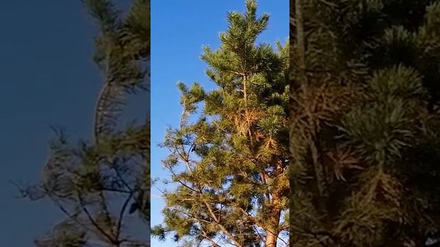 Теплые солнечные осенние лучи в хвое, колышемой легким ветром на фоне голубого неба