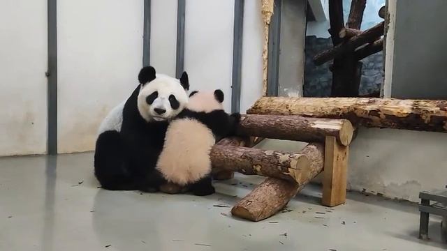 Little Katyusha trying out some stairs